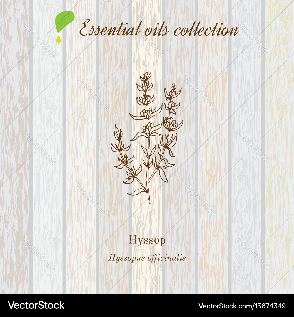 Hyssop Essential Oil Bottle – Royalty-Free Vector | VectorStock