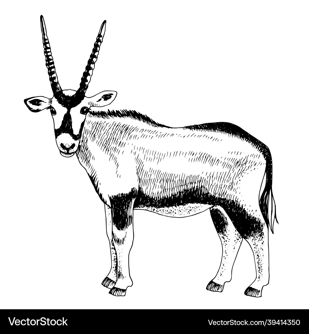 Elegant African Oryx Antelope Royalty Free Vector Image
