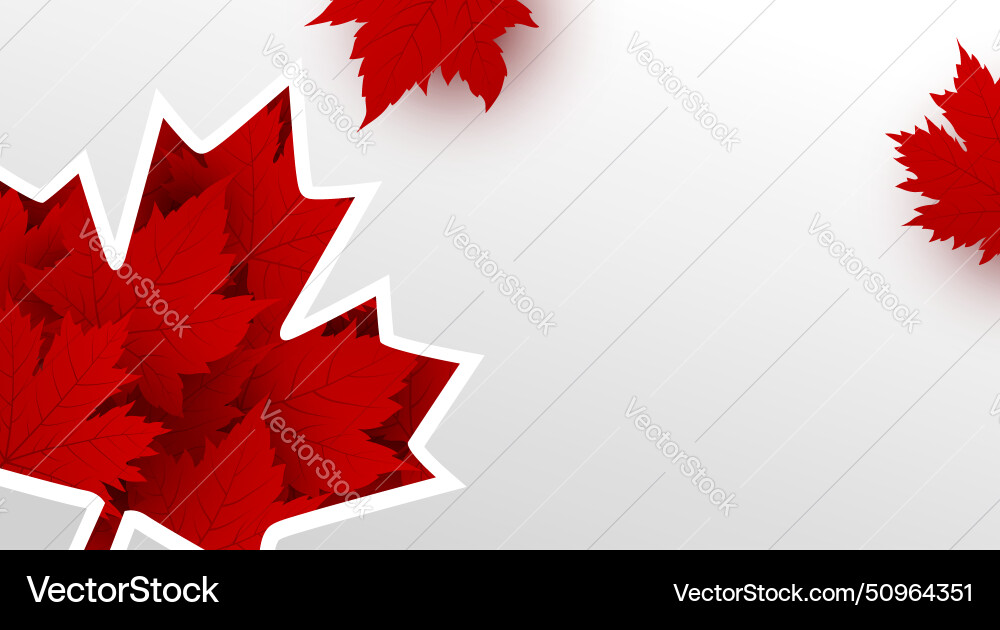 Canada day banner design of maple leaves Vector Image