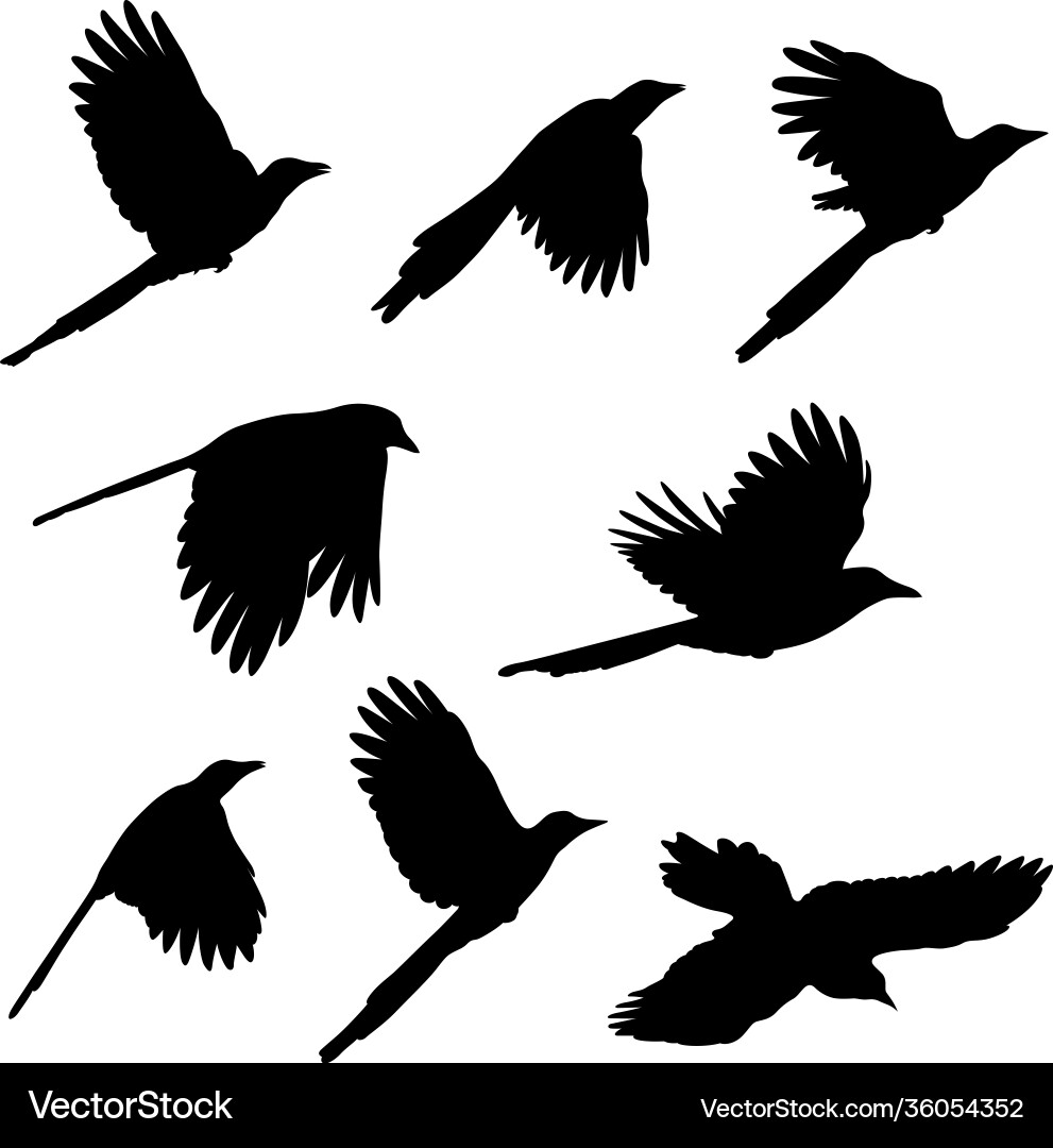 Flying magpie silhouettes Royalty Free Vector Image