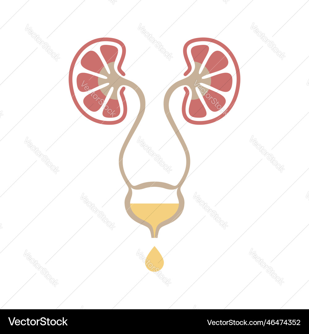Urology logo Royalty Free Vector Image - VectorStock