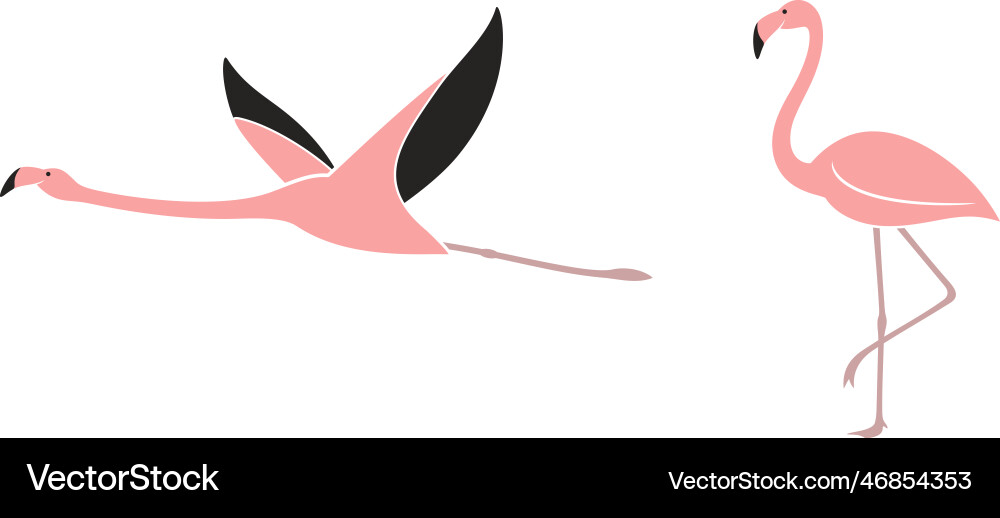 Flamingo Royalty Free Vector Image - VectorStock