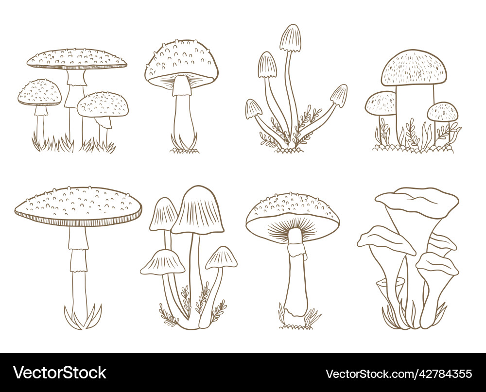 Detailed Mushroom Collection Royalty Free Vector Image
