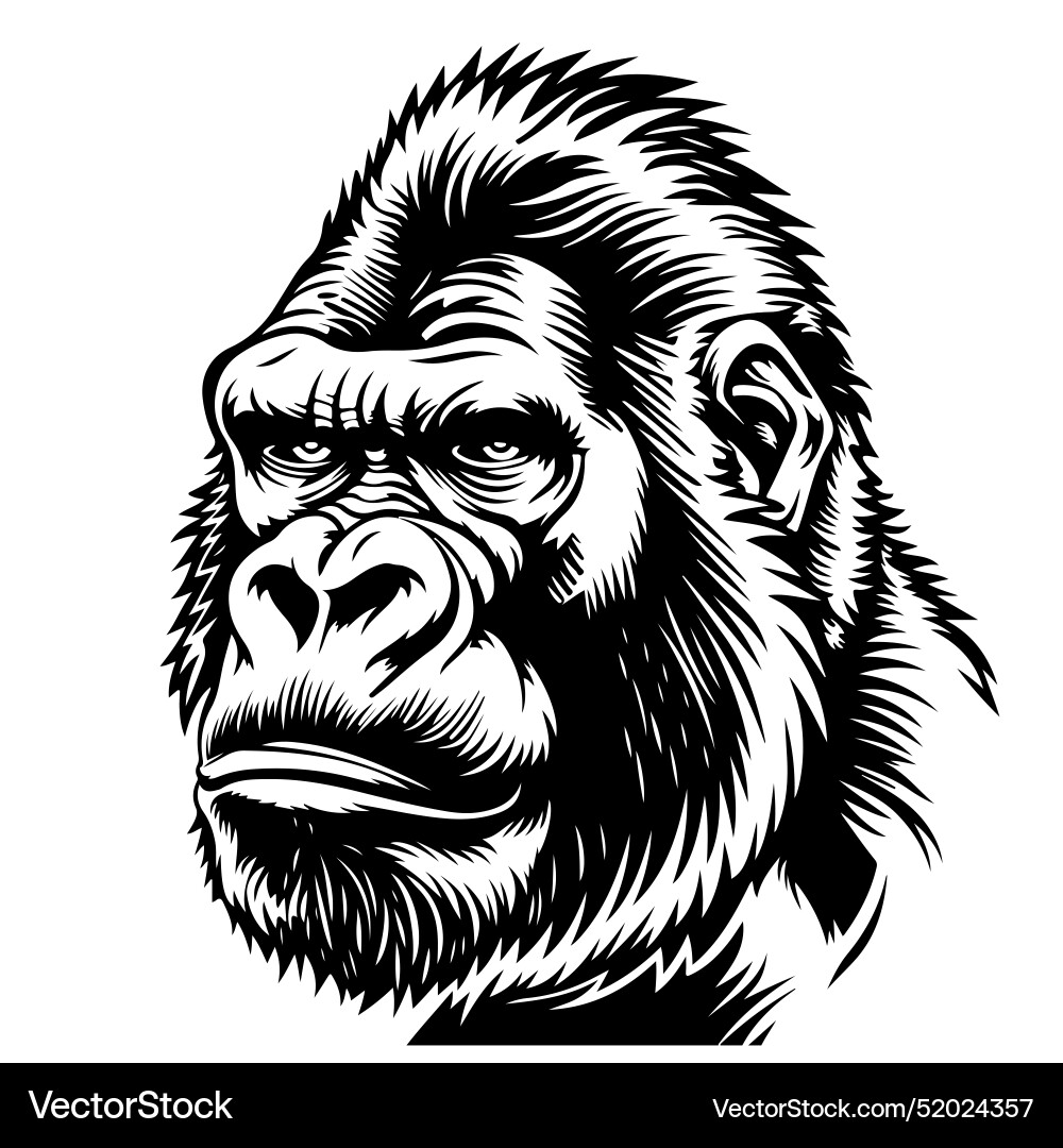 Gorilla hand drawn isolated Royalty Free Vector Image