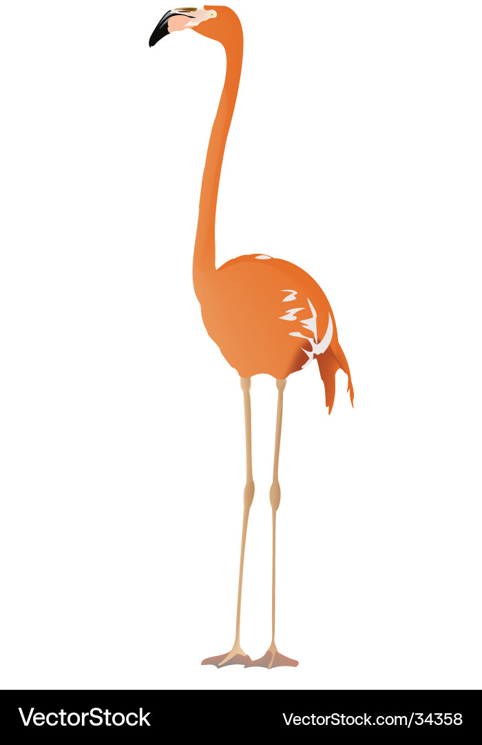 Flamingo Royalty Free Vector Image - VectorStock
