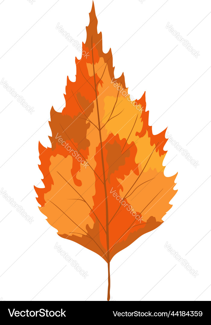 Birch tree leaf Royalty Free Vector Image - VectorStock