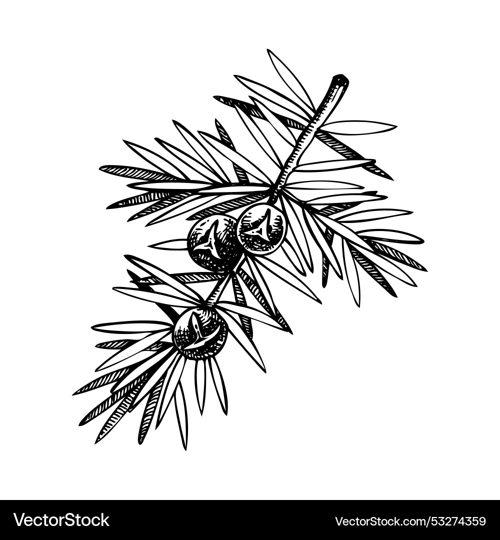 Juniper sketch winter plant drawing evergreen Vector Image