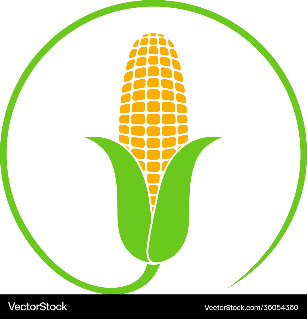Corn Royalty Free Vector Image - VectorStock