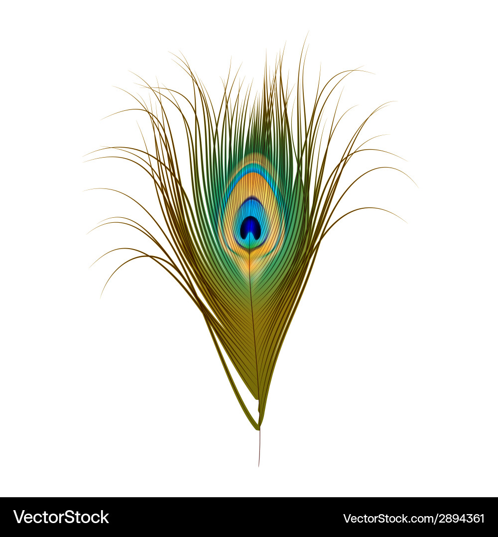 Peacock feather isolated on white Royalty Free Vector Image