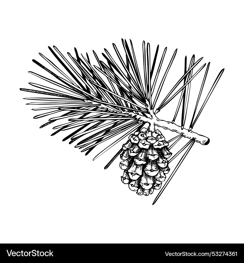 Pine sketch conifer tree with cone drawing winter Vector Image