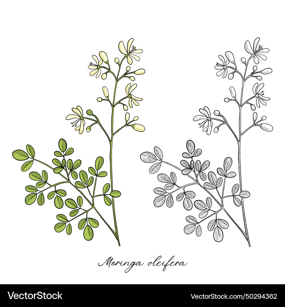 Drawing drumstick tree Royalty Free Vector Image