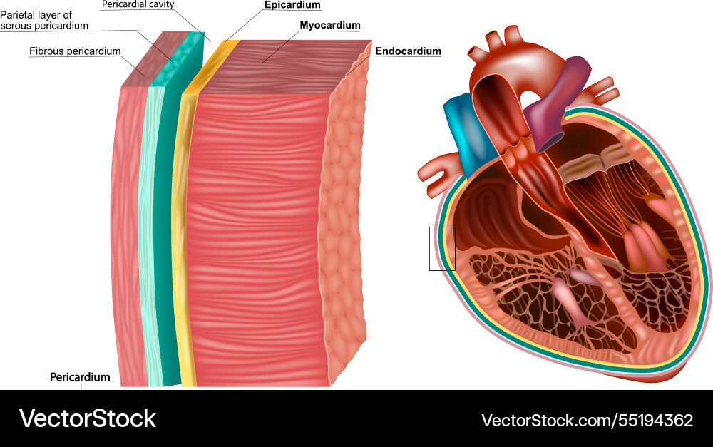 Heart Wall Layers: Pericardium & Myocardium – Royalty-Free Vector ...