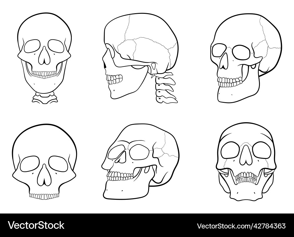Skull design isolated on white background Vector Image