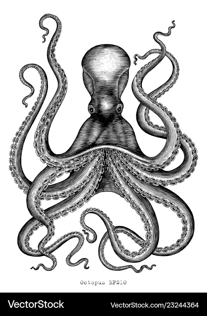 Octopus hand drawing vintage engraving on white Vector Image