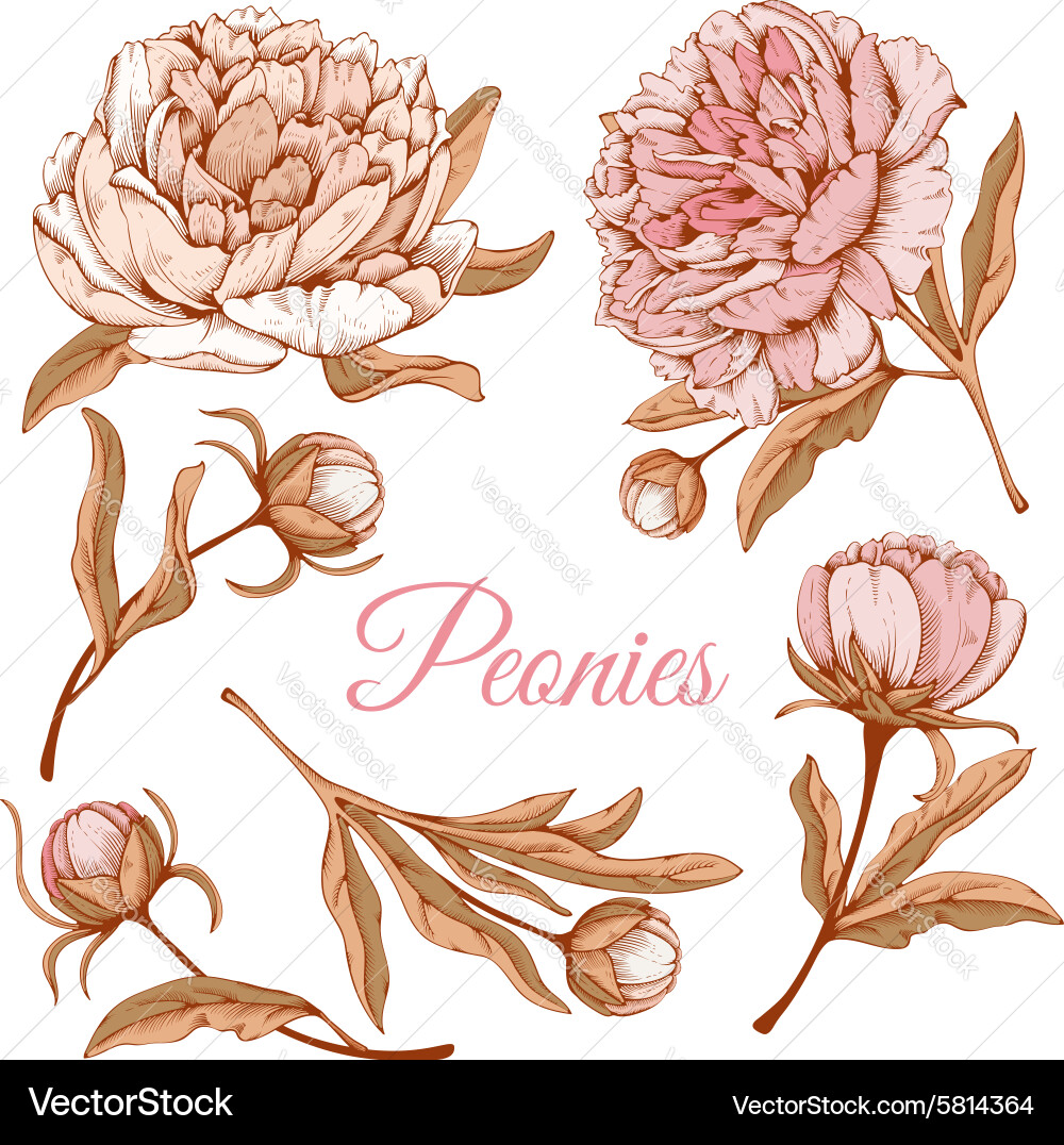 Peonies Royalty Free Vector Image - VectorStock