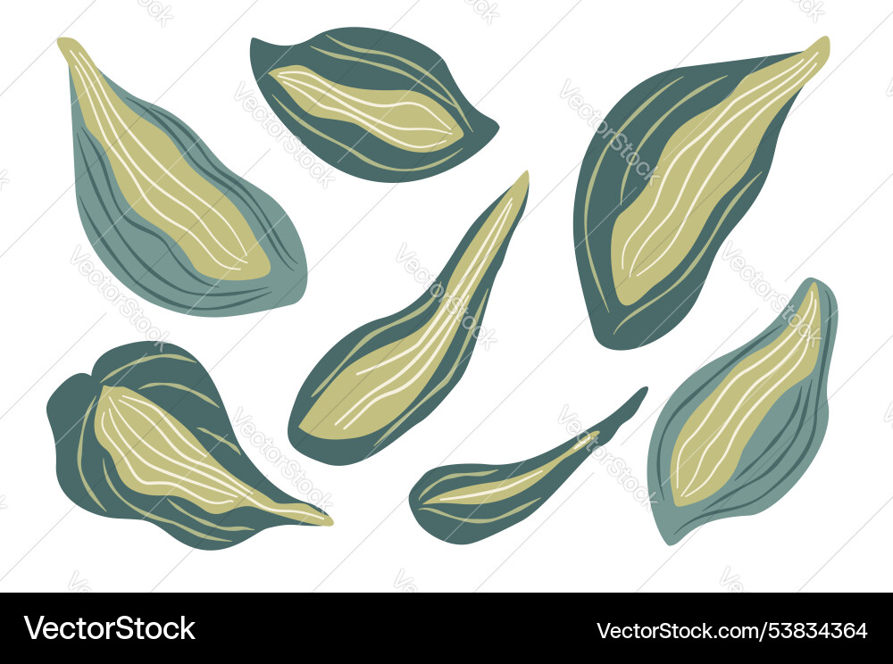 Set of hosta stylized leaves kit hand drawn Vector Image