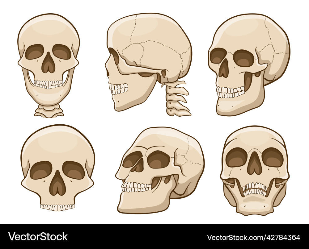 Skull design isolated on white background Vector Image