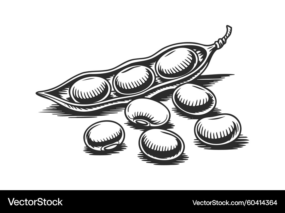 Soybean Pods & Beans - Hand Drawn Cutout Vector Image