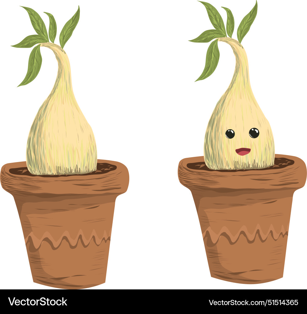 Cute root in a flower pot ginseng or ginger Vector Image