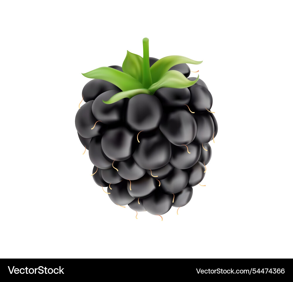 Realistic ripe blackberry 3d isolated berry fruit Vector Image