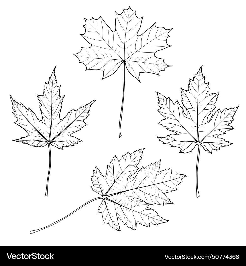 Maple tree outline leaf collection Royalty Free Vector Image