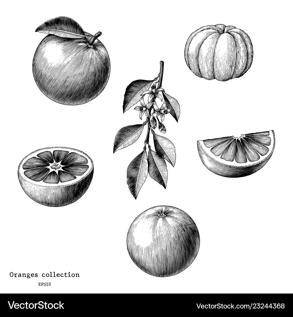 Oranges collection hand draw vintage clip art Vector Image
