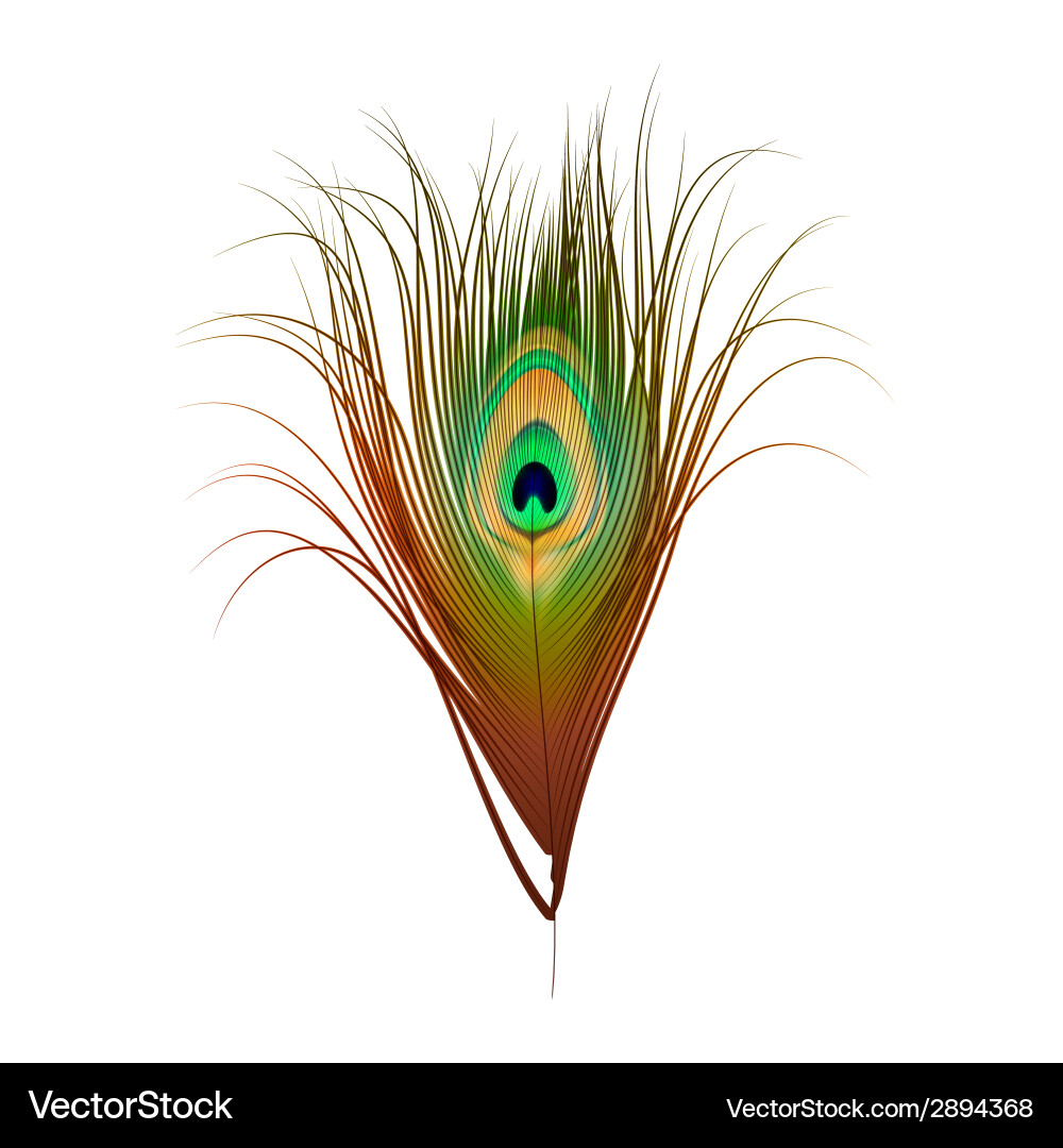 Peacock feather isolated on white Royalty Free Vector Image