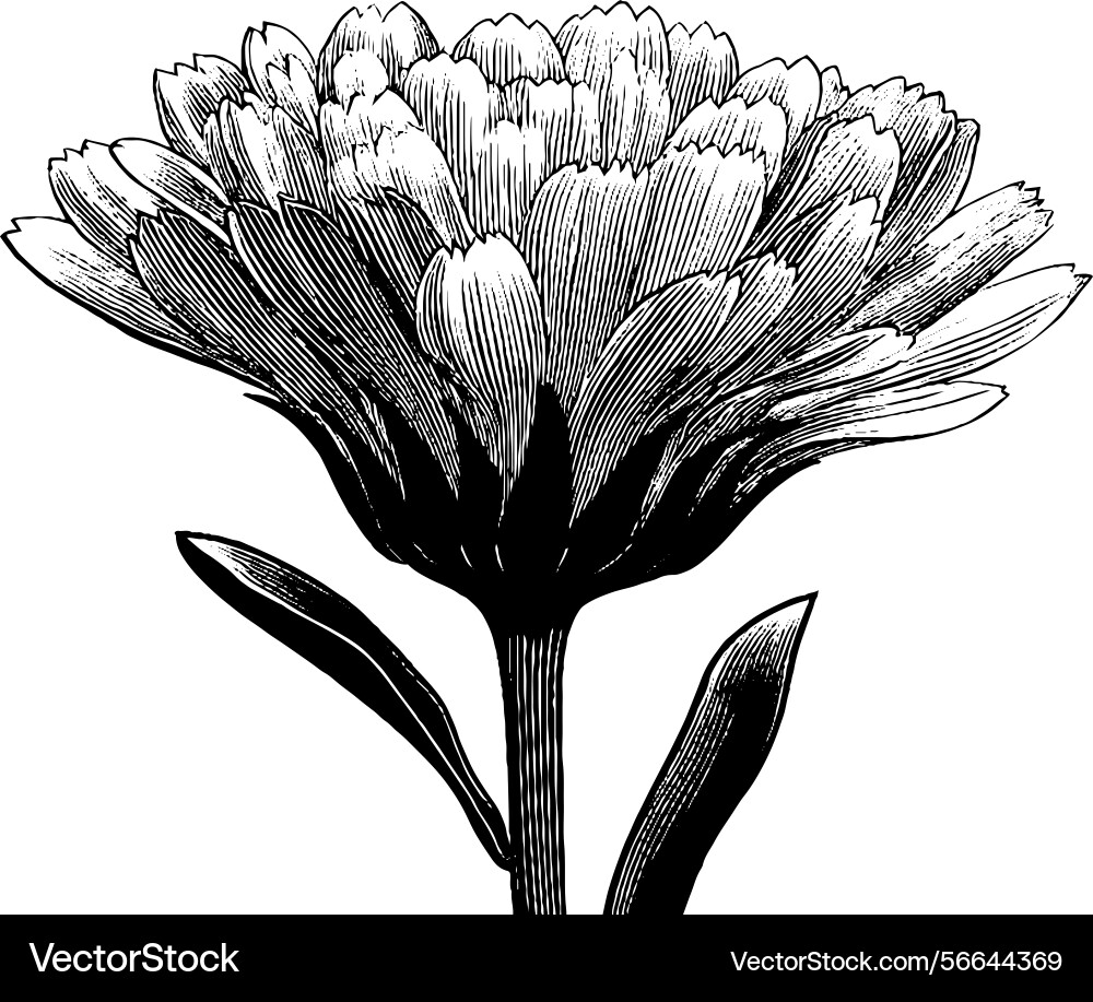 Detailed engraved of calendula Royalty Free Vector Image