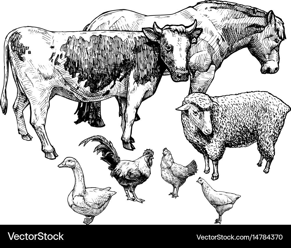 Farm animals Royalty Free Vector Image - VectorStock