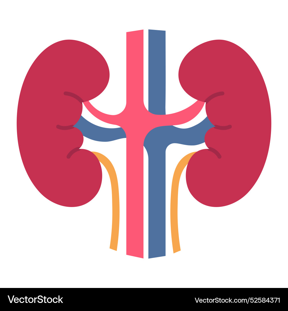 Human kidneys flat icon isolated on white Vector Image