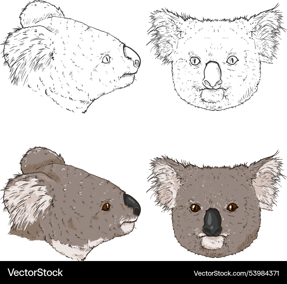Set of koalas head side and front views Royalty Free Vector