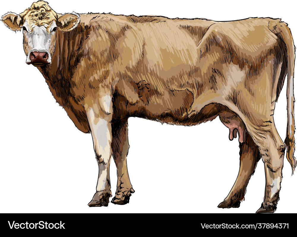 Watercolor Splash Brown Cow Royalty Free Vector Image