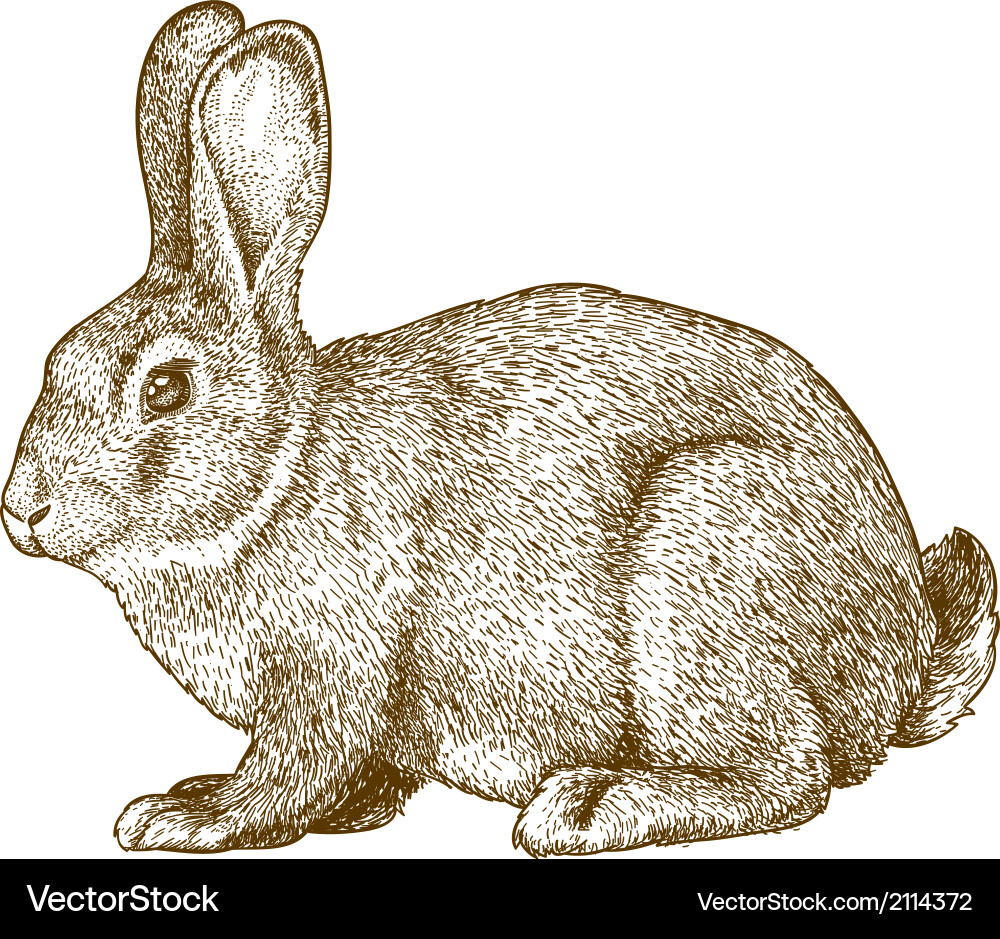 Engraving rabbit Royalty Free Vector Image - VectorStock