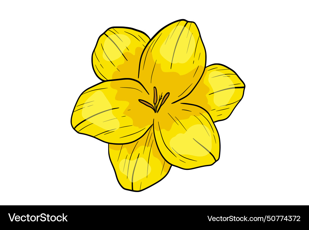 Hand drawn freesia flower Royalty Free Vector Image