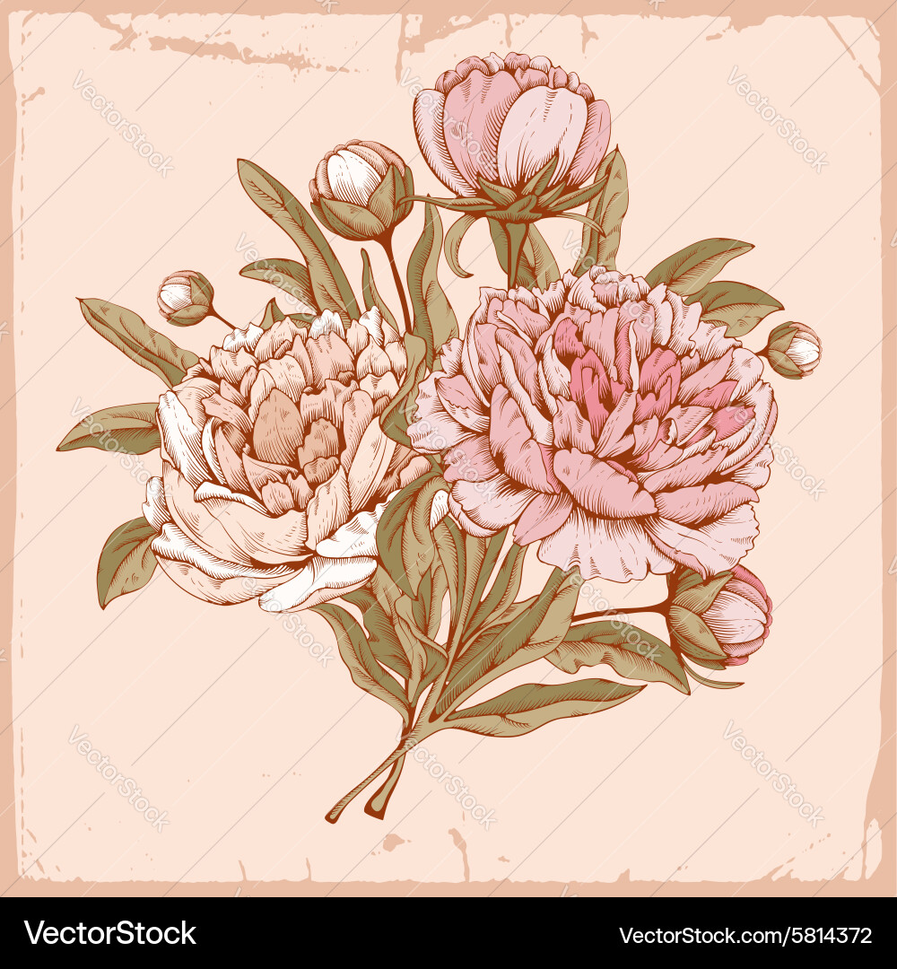 Peonies Royalty Free Vector Image - VectorStock