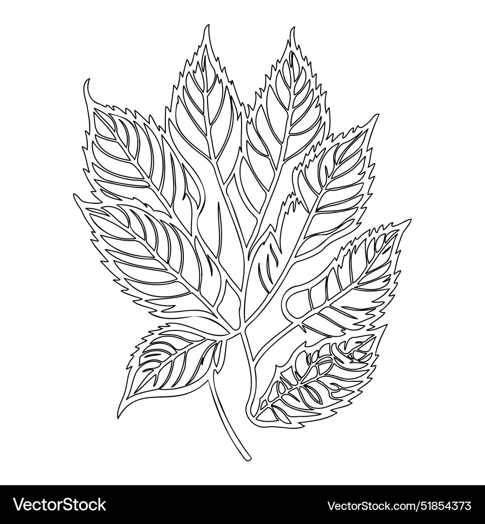Chestnut leaf floral outline sketch Royalty Free Vector