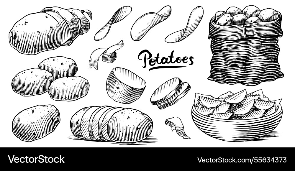 Hand-Drawn Potato Collection Royalty Free Vector Image