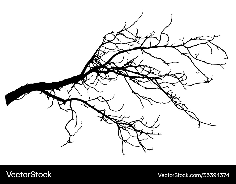 Chestnut tree branch silhouette Royalty Free Vector Image