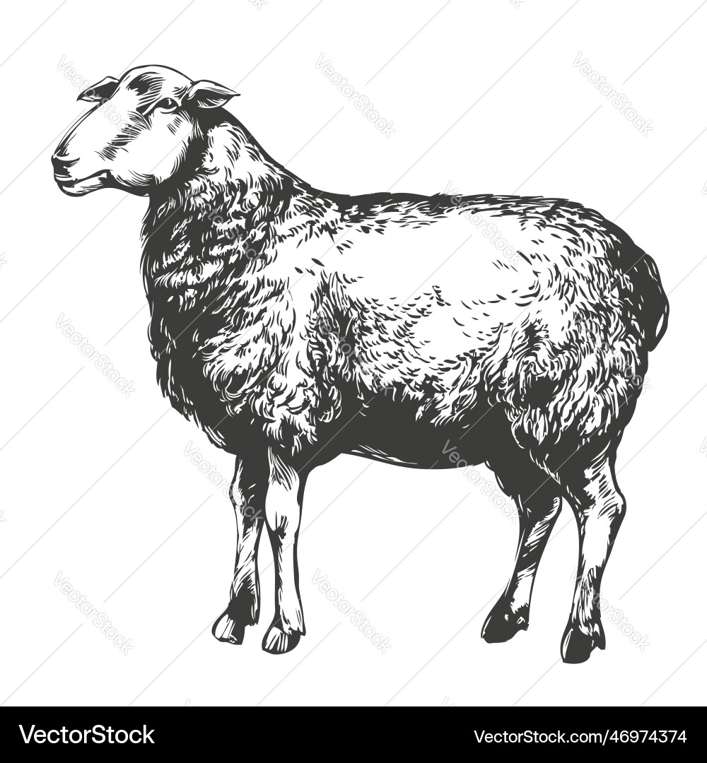Sheep hand drawn realistic Royalty Free Vector Image Sheep hand drawn realistic Royalty Free Vector Image