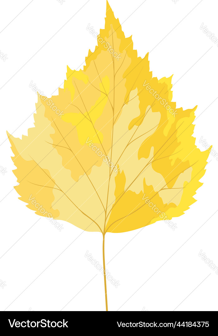 Birch tree leaf Royalty Free Vector Image - VectorStock