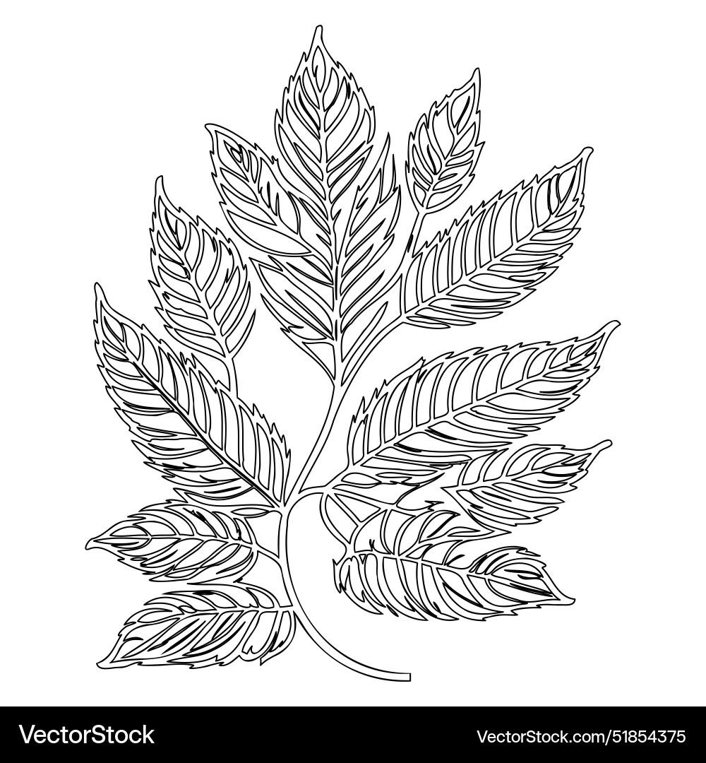 Chestnut leaf floral outline sketch Royalty Free Vector