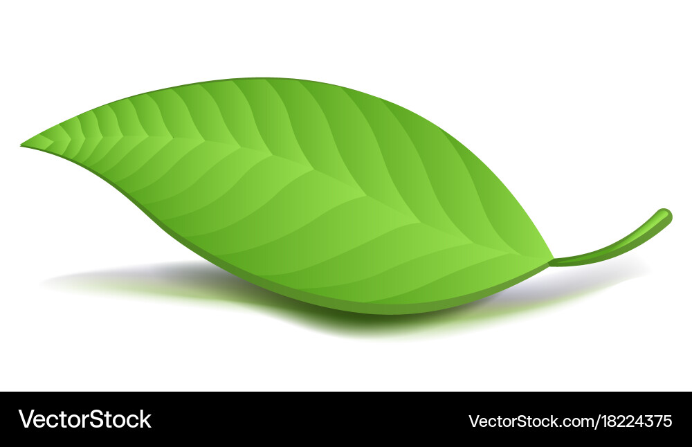 Realistic green leaf isolated Royalty Free Vector Image