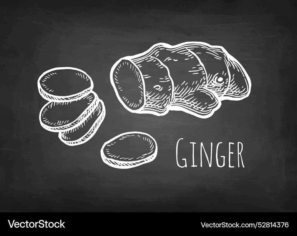 Fresh ginger root chalk sketch Royalty Free Vector Image
