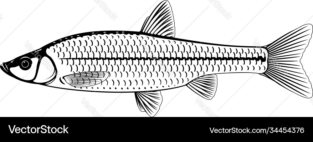 Stone moroko fish black and white Royalty Free Vector Image