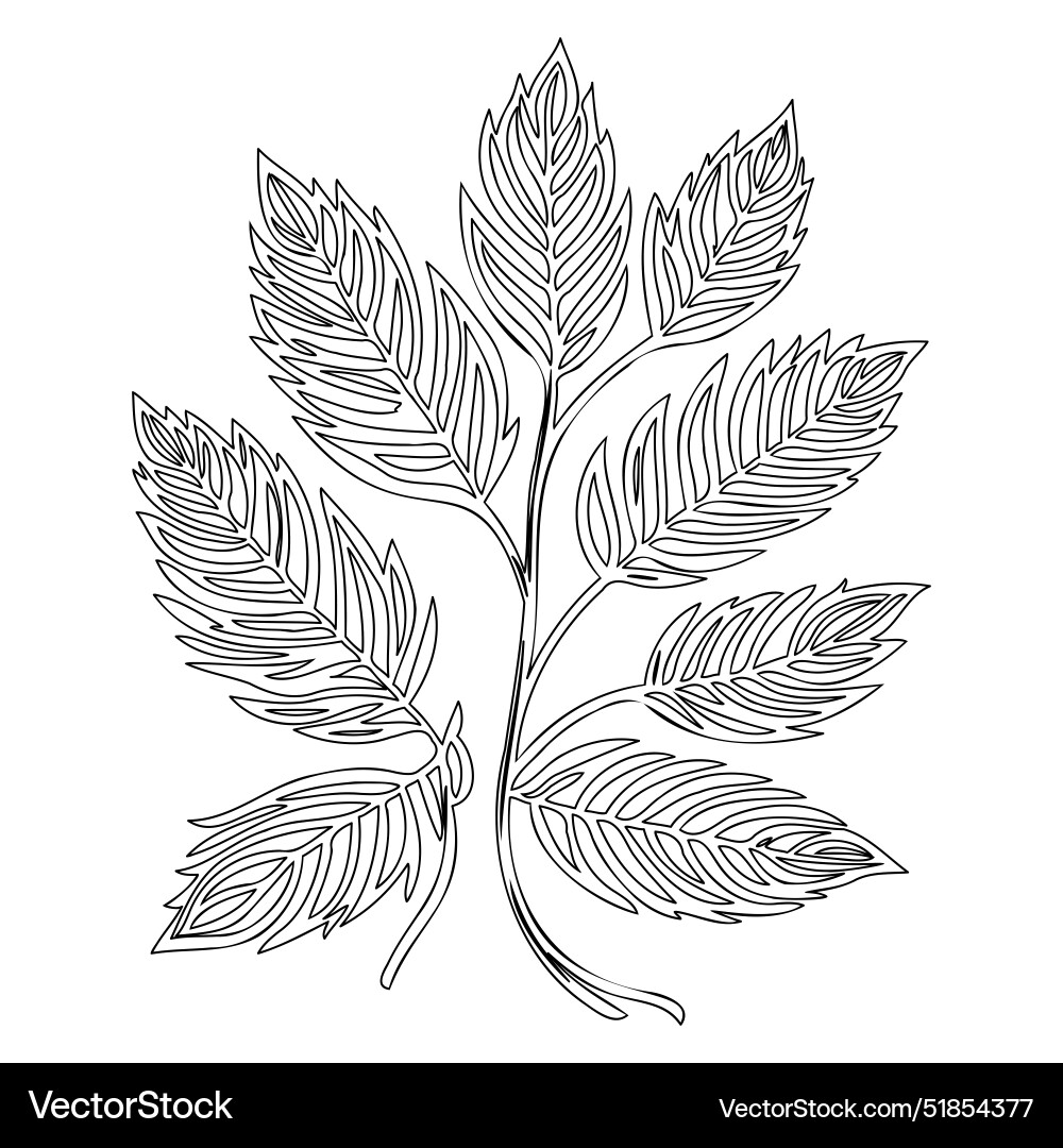 Chestnut leaf floral outline sketch Royalty Free Vector