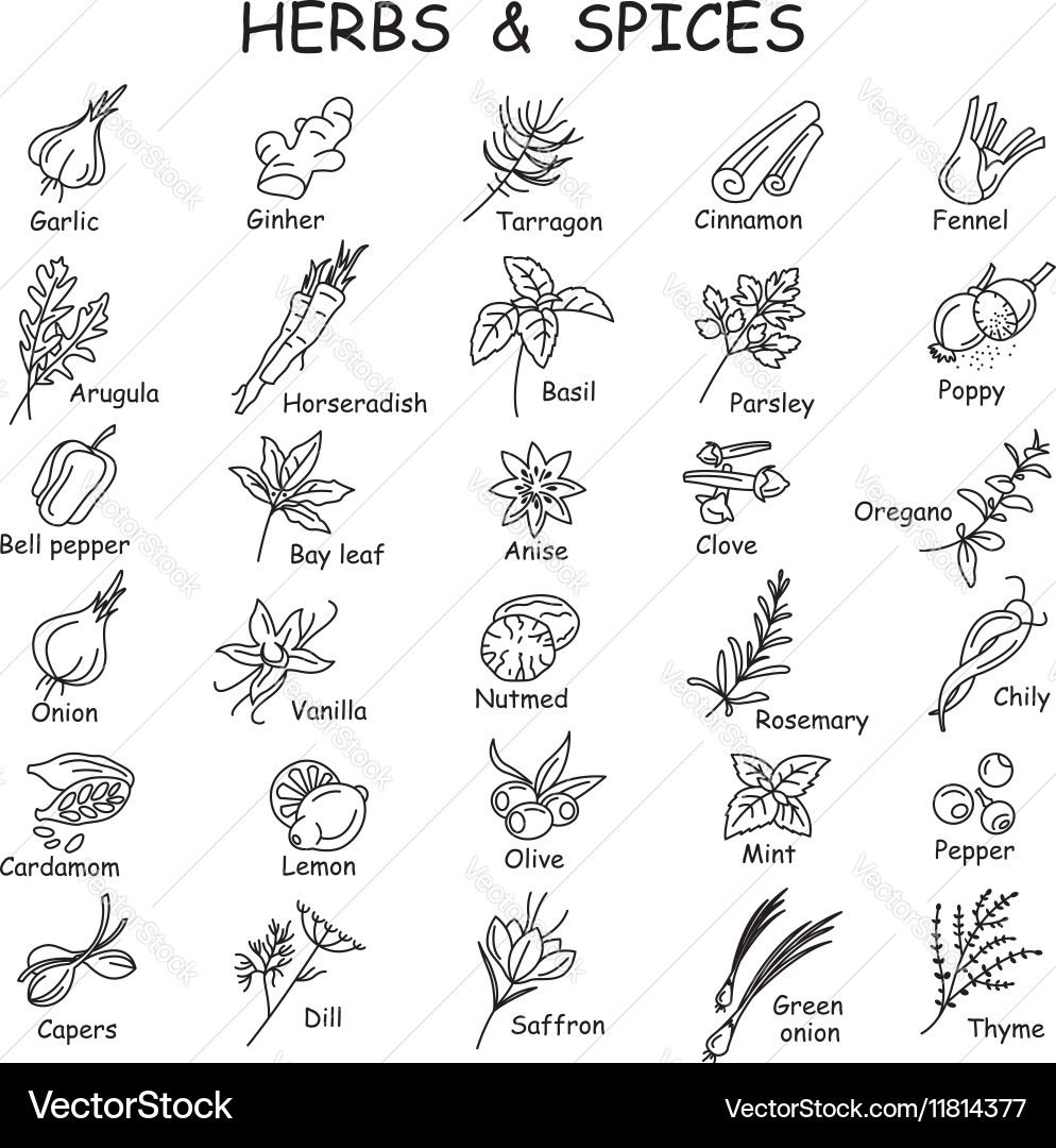 Diverse Herbs and Spices Royalty Free Vector Image