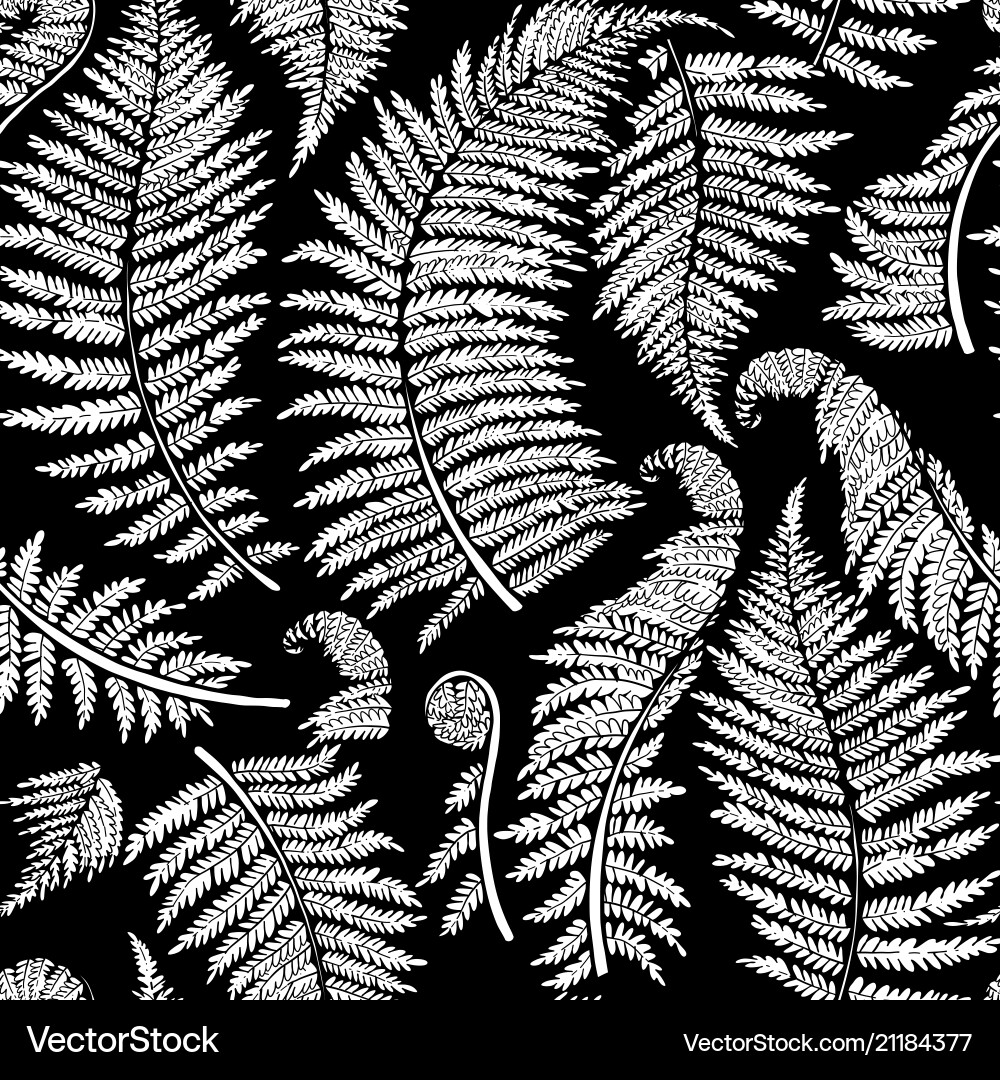 Graphic fern leaves Royalty Free Vector Image - VectorStock