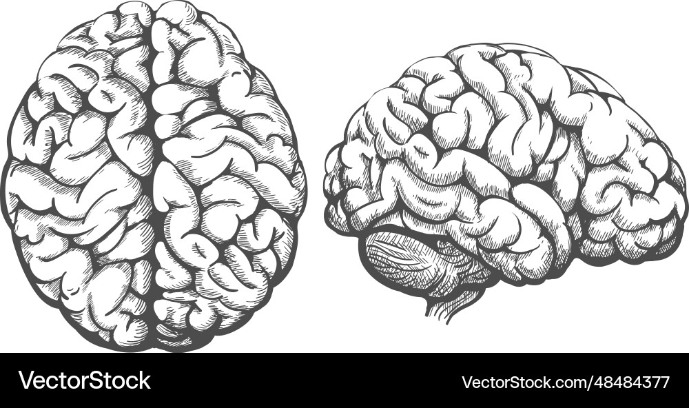Human brain top and side view Royalty Free Vector Image