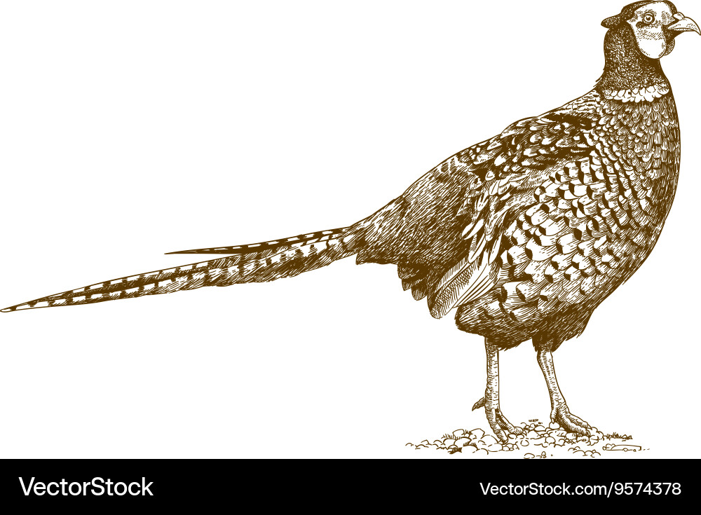 Antique Pheasant Engraving Royalty Free Vector Image