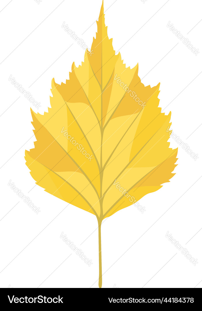Birch tree leaf Royalty Free Vector Image - VectorStock
